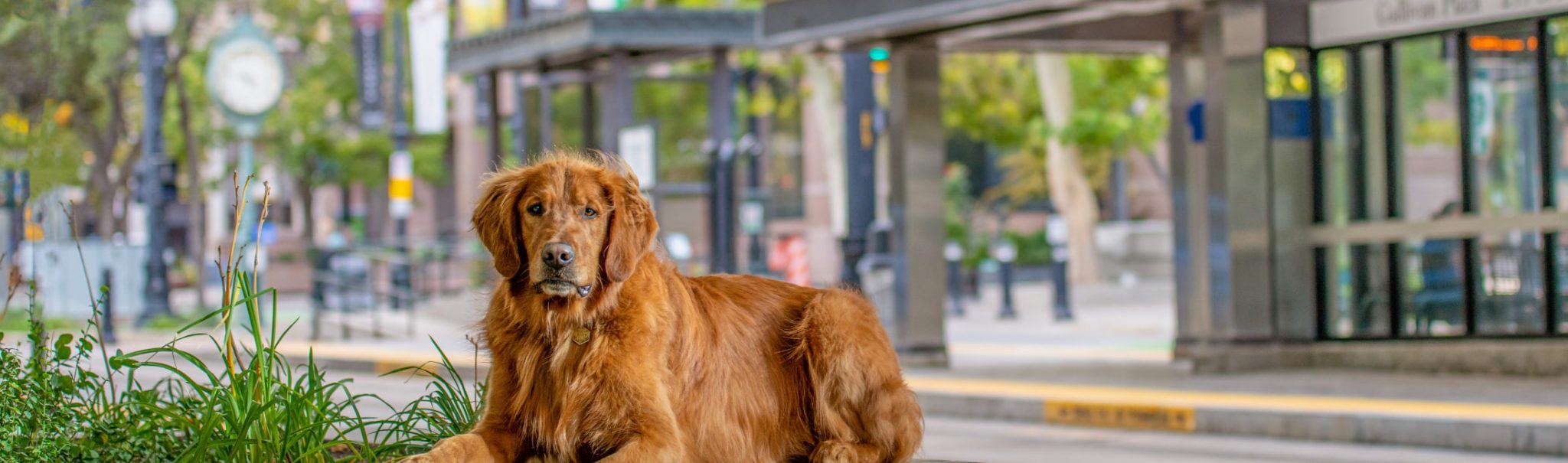 Low Cost Spay and Neuter Options In Salt Lake City - Dog Friendly SLC