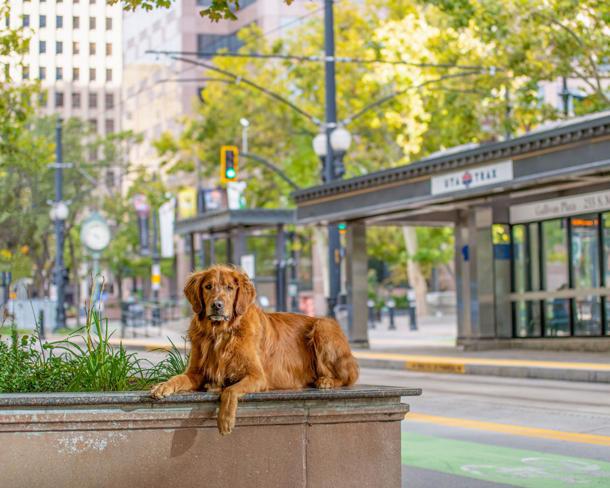 Dog Friendly SLC