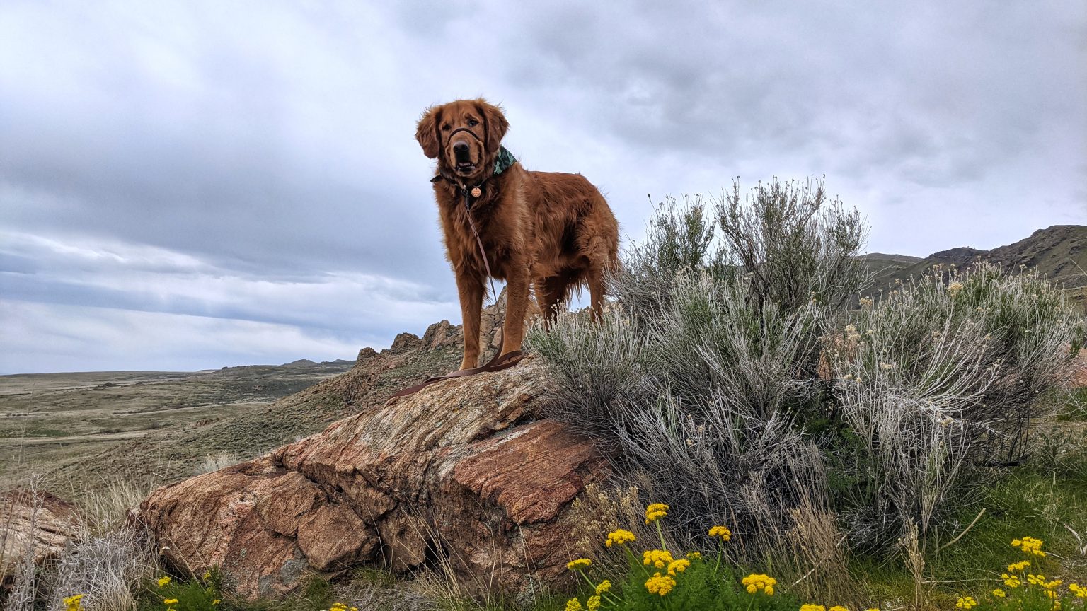 Best Dog Friendly State Parks In Utah - Dog Friendly SLC