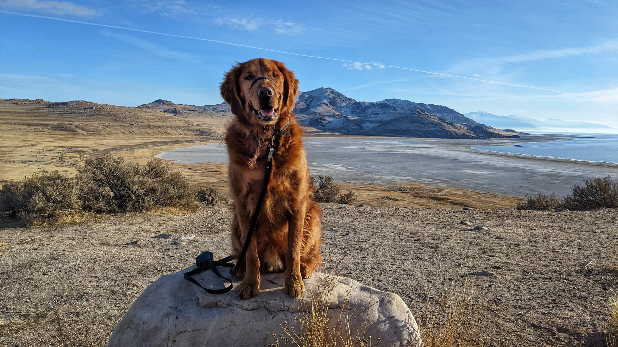 Best Dog Friendly State Parks In Utah - Dog Friendly SLC