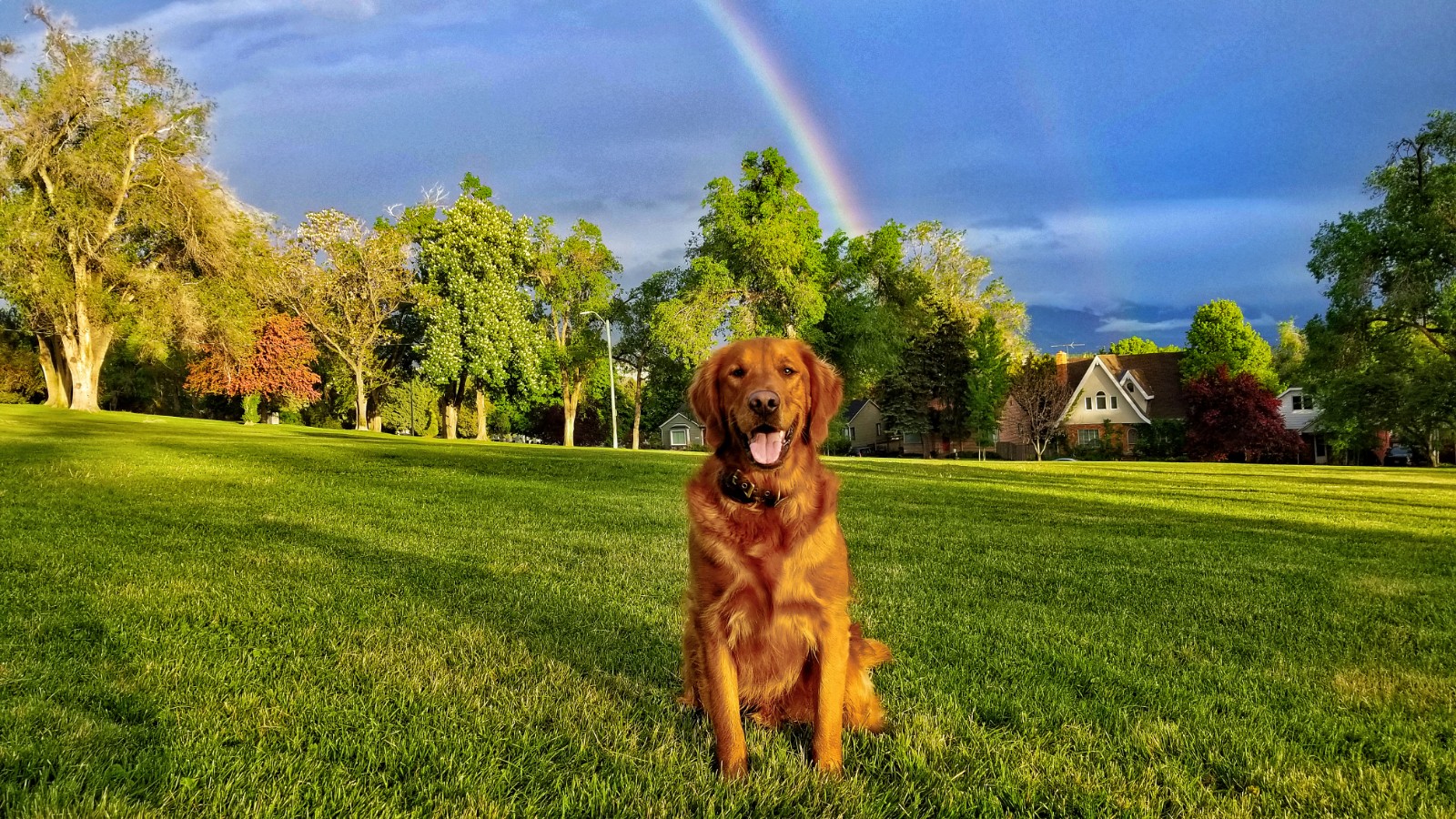 In-Home Euthanasia In/Near Salt Lake City