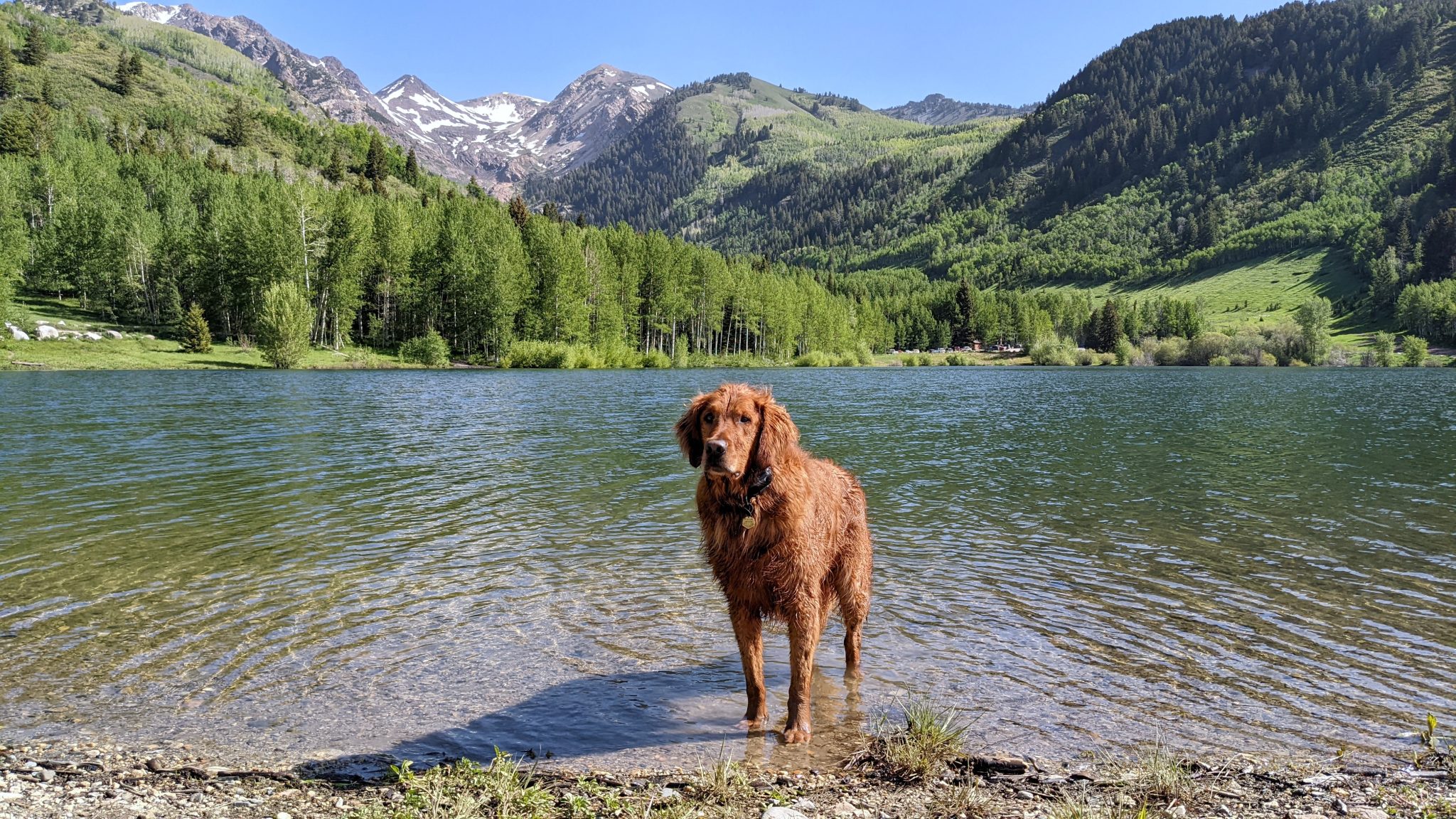 SUP With Your Pup: Stand-Up Paddle Boarding With Your Dog Near Salt Lake