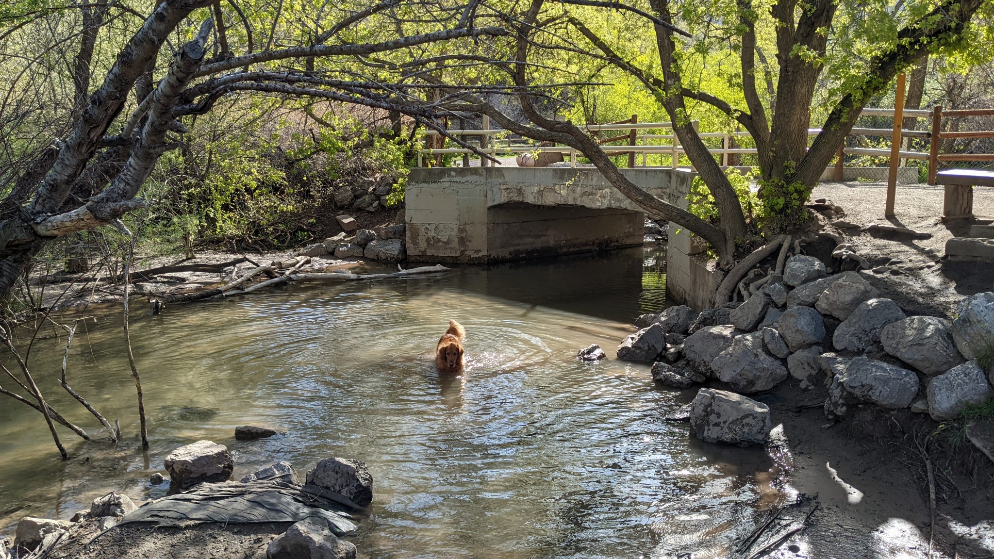 A Dog Owner's Guide to Tanner Park - Dog Friendly SLC