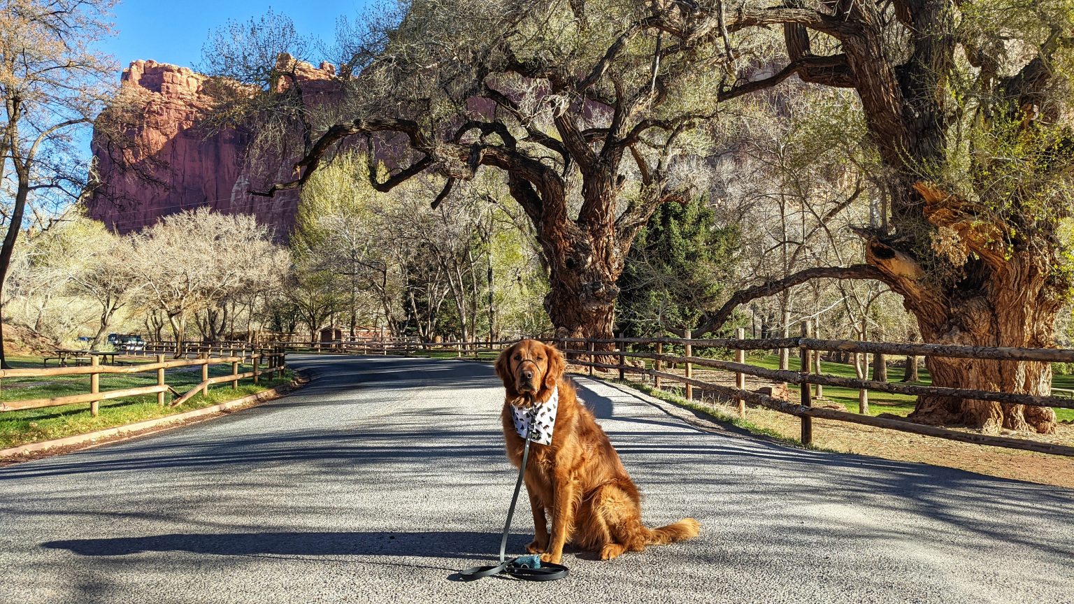 Exploring The Mighty 5 With Your Dog - Dog Friendly SLC