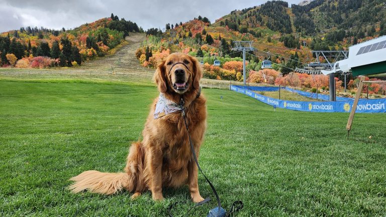 Where to adopt a dog in Salt Lake City - Dog Friendly SLC